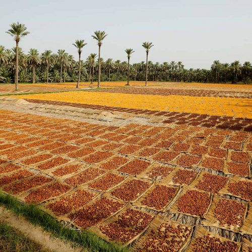 Pakistan Dates | Pakistan Fresh Dates | Pakistan Dates Business